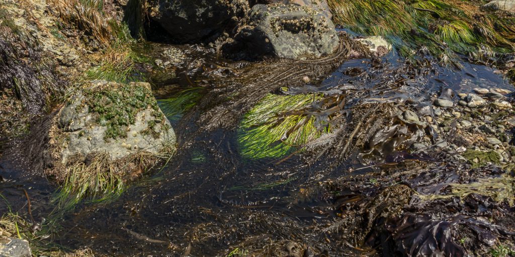 Tide Pool Seaweed | Salish Magazine