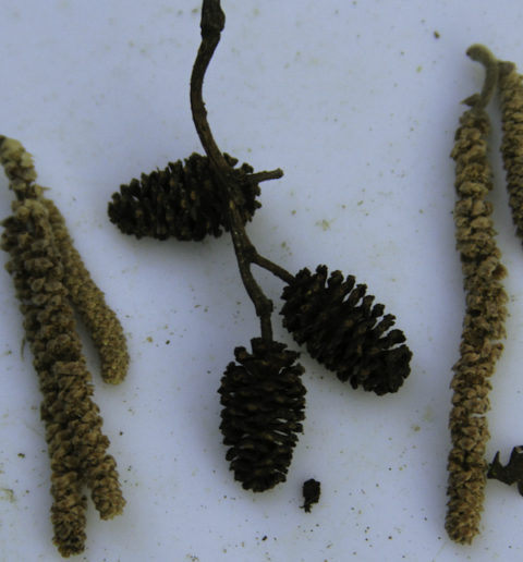Red Alder | Salish Magazine