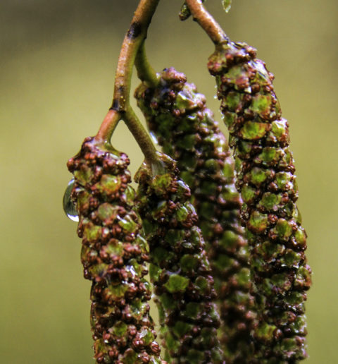 Red Alder | Salish Magazine