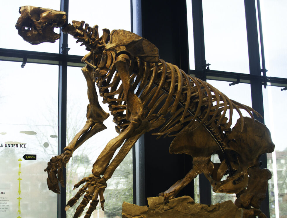 WA Megafauna | Salish Magazine