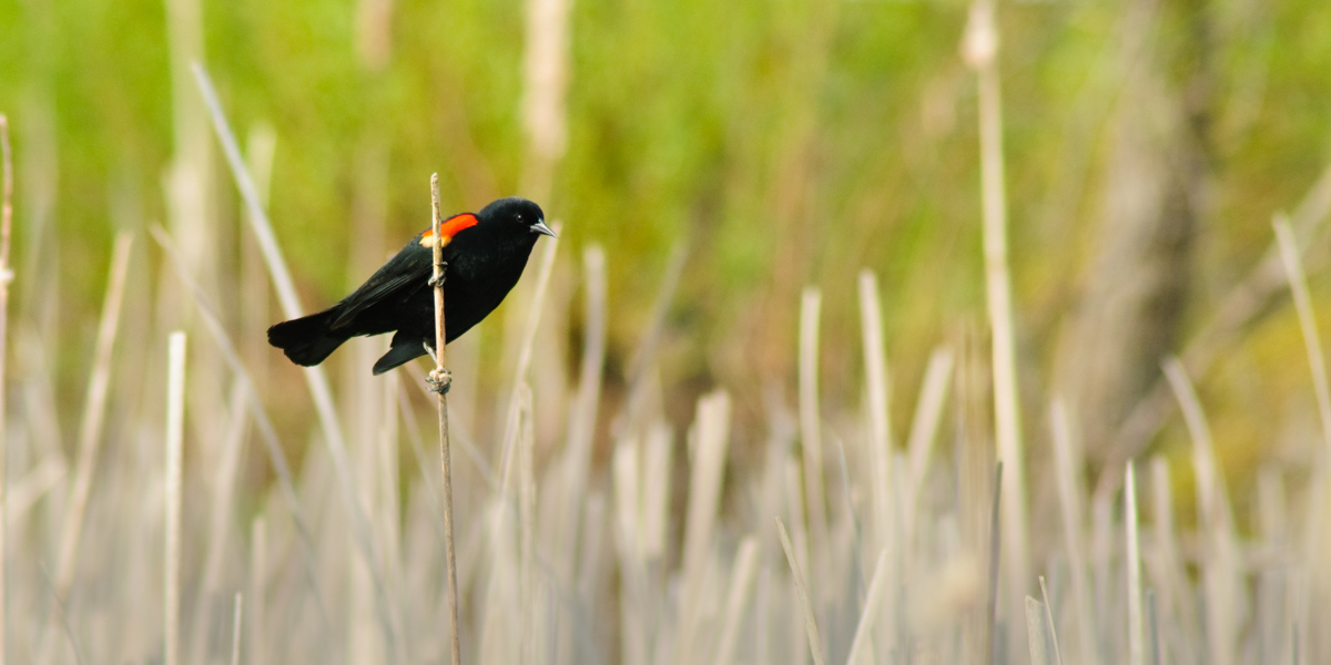Herald of Spring | Salish Magazine